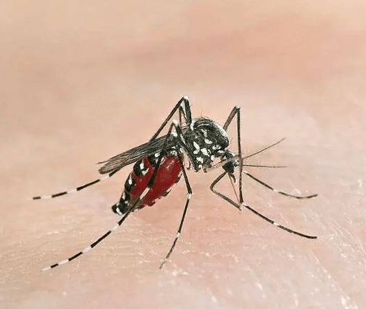 September 2021 Blogs | Pest Control Rocklin CA